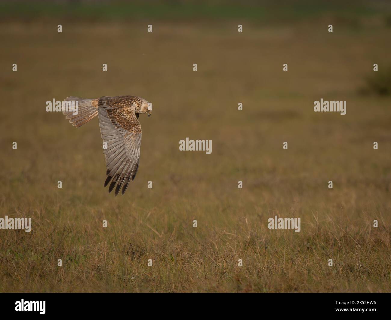 Hunting Marsh Harrier Bird of Prey over Grassland Stock Photo - Alamy