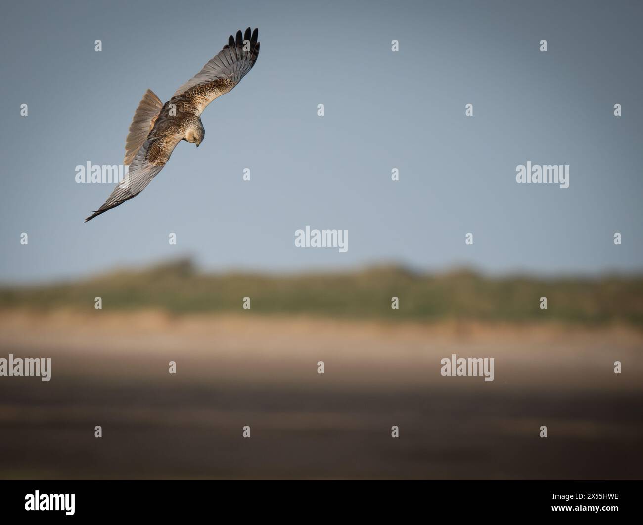 Marsh Harrier Hunting Over Grassland in the Sun Stock Photo - Alamy