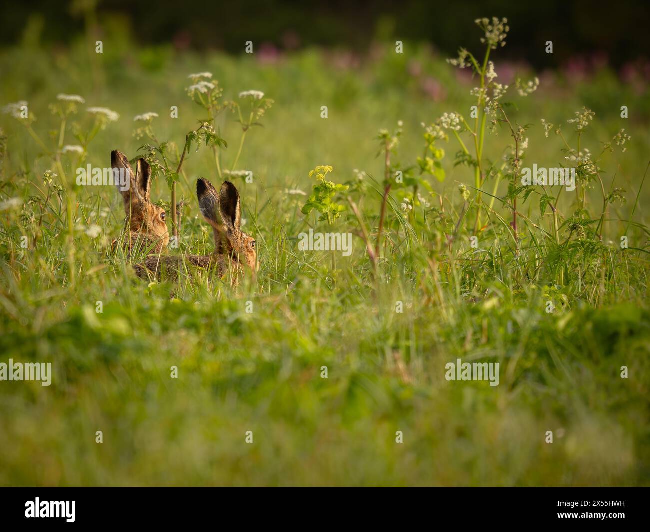 Pair of Brown Hares hiding in thre grassland Stock Photo - Alamy