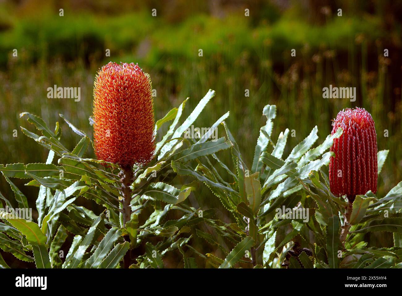 Orange flower spikes of Firewood Banksia, endemic Australian wildflower ...