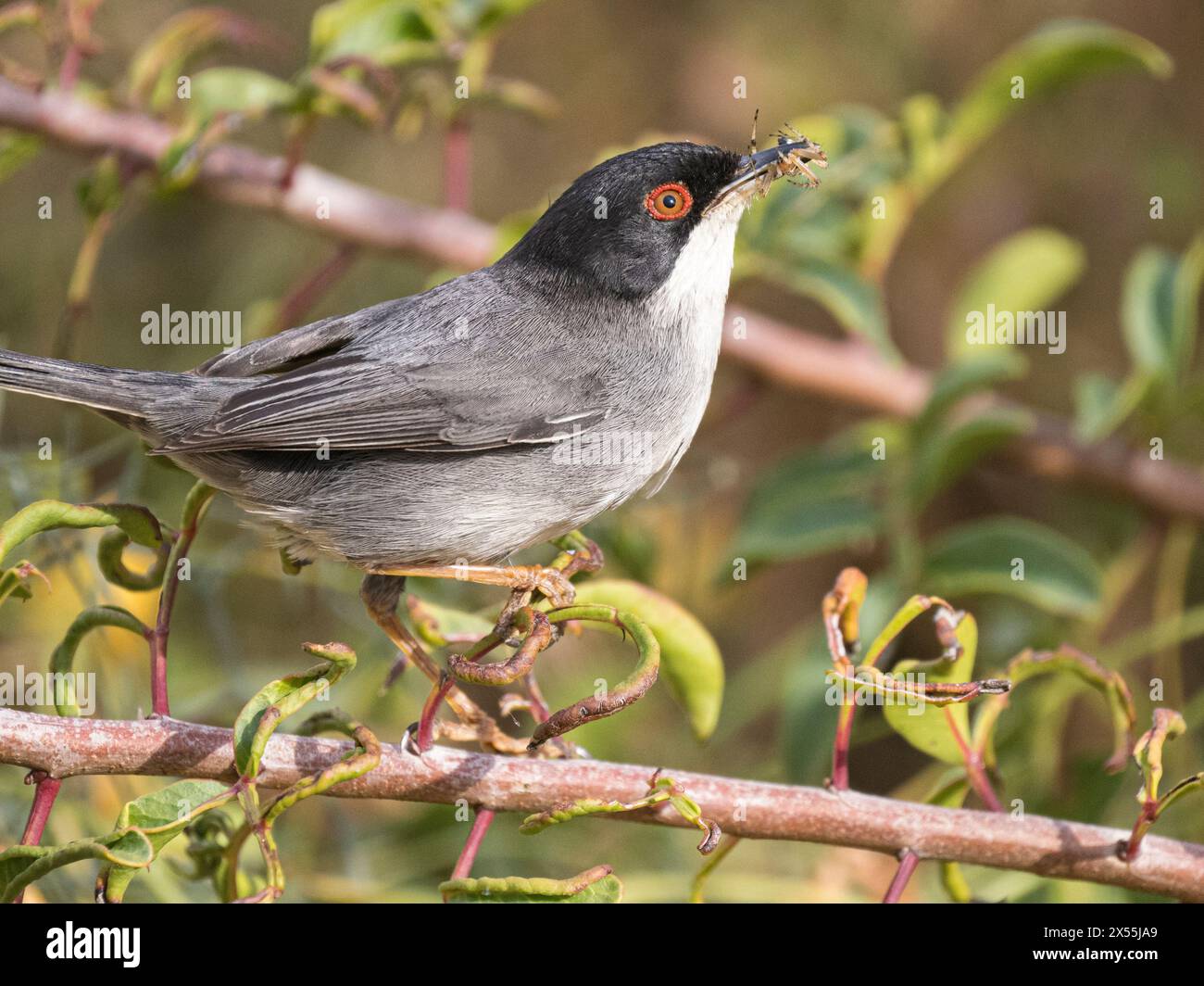 Male Sardinian Warbler (Curruca melanocephala) carryng food, Paphos ...