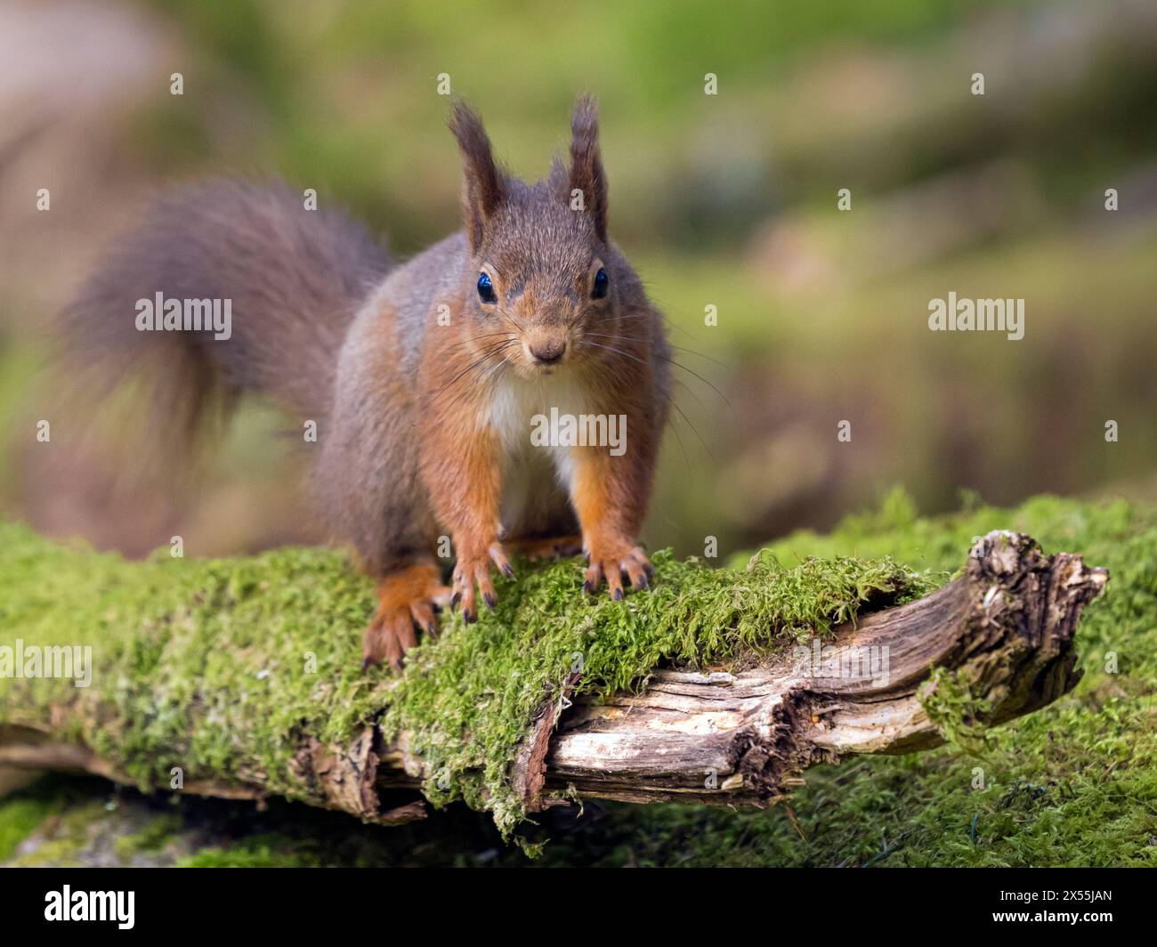 Red Squirrel (Sciurus vulgaris) on mossy branch, Cumbria, England, UK ...