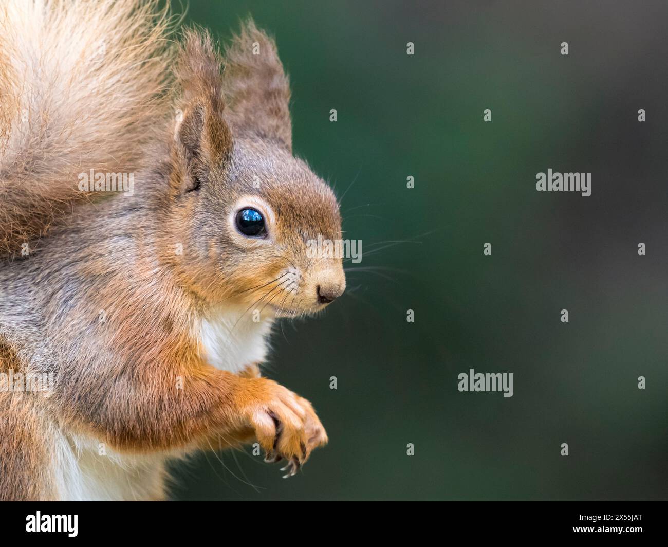 Red Squirrel (Sciurus vulgaris), Cumbria, England, UK Stock Photo - Alamy