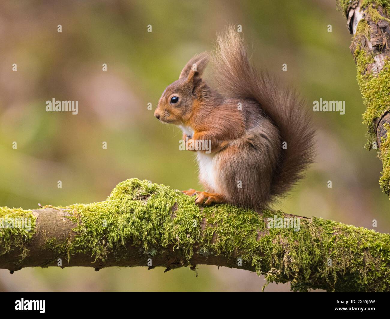 Red Squirrel (Sciurus vulgaris) on mossy branch, Cumbria, England, UK ...