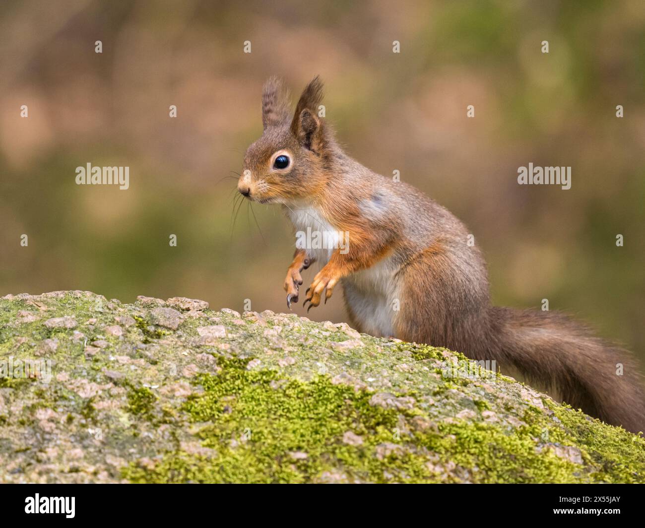 Red Squirrel (Sciurus vulgaris) on mossy rock, Cumbria, England, UK ...