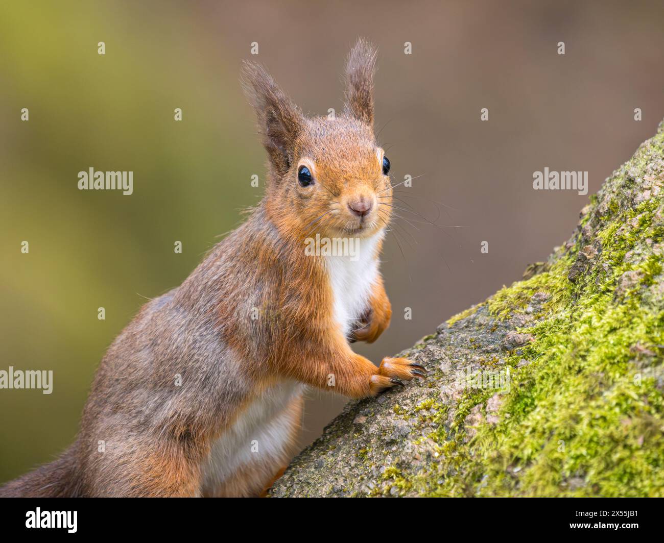 Red Squirrel (Sciurus vulgaris) on mossy rock, Cumbria, England, UK ...