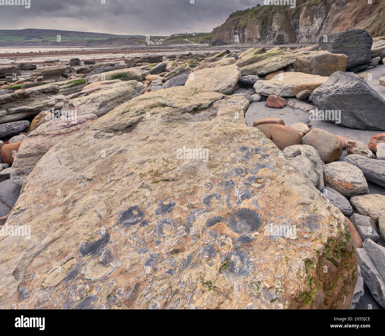 Fossils on the beach ar Robin Hood's Bay, Yorkshire coast Stock Photo ...