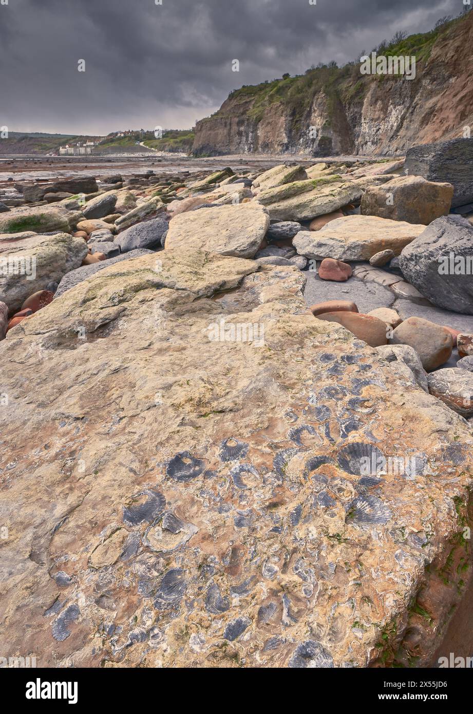 Fossils on the beach ar Robin Hood's Bay, Yorkshire coast Stock Photo ...