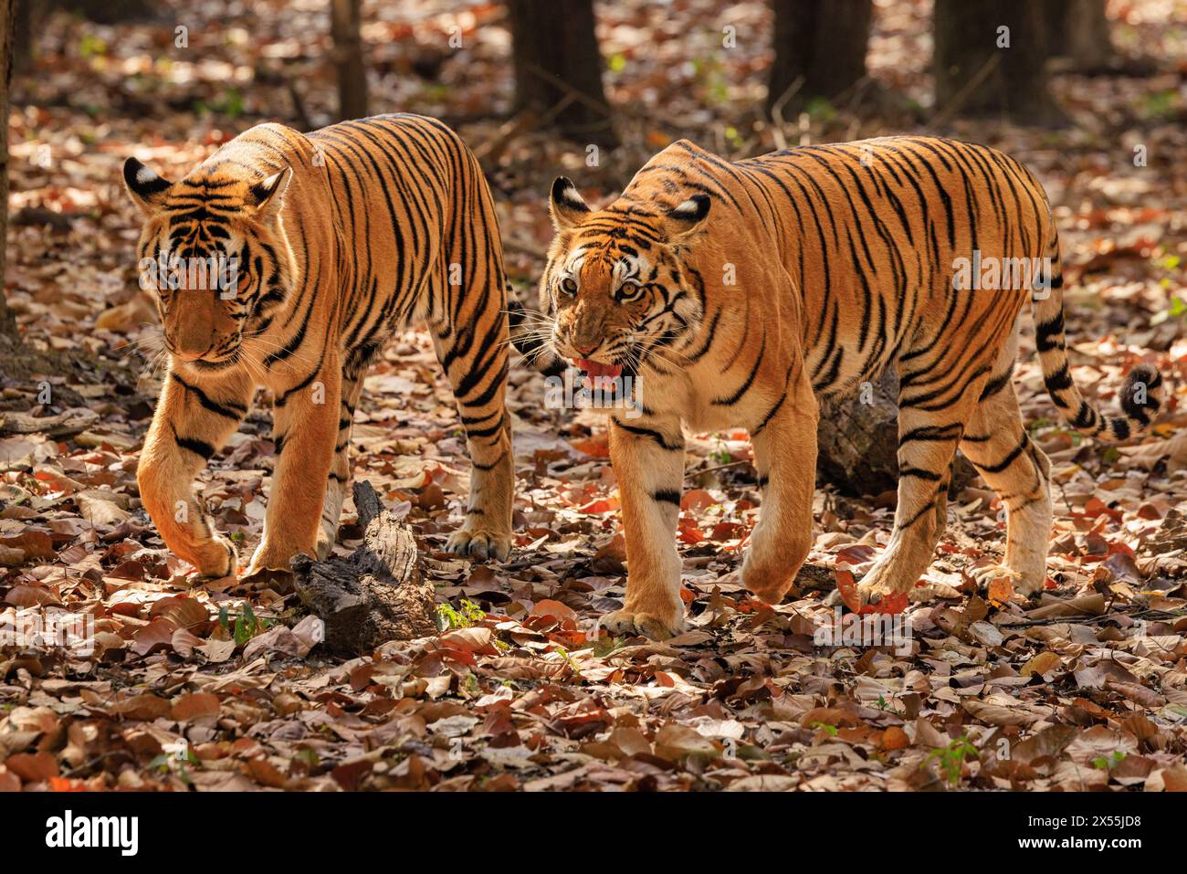 front view of two tigers mother and juvenile full length walking side ...