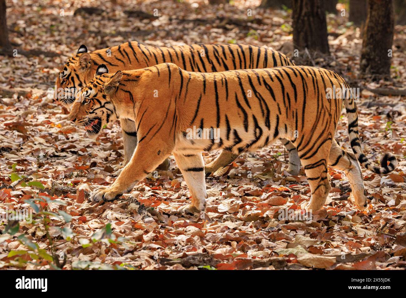 side view of two tigers mother and juvenile full length walking side by ...