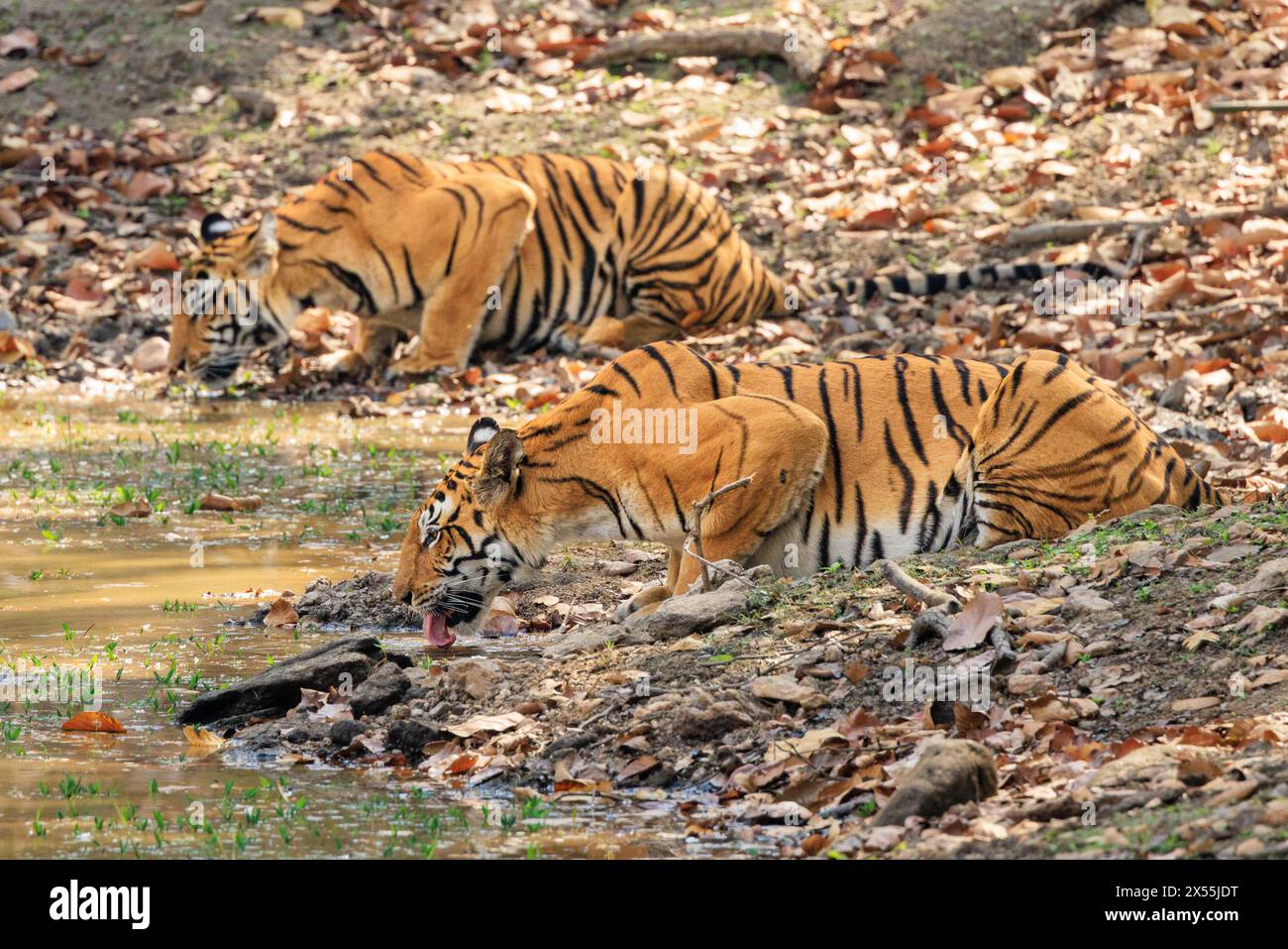 two tigers mother and juvenile cub side on full length crouching and drinking at water hole in ...