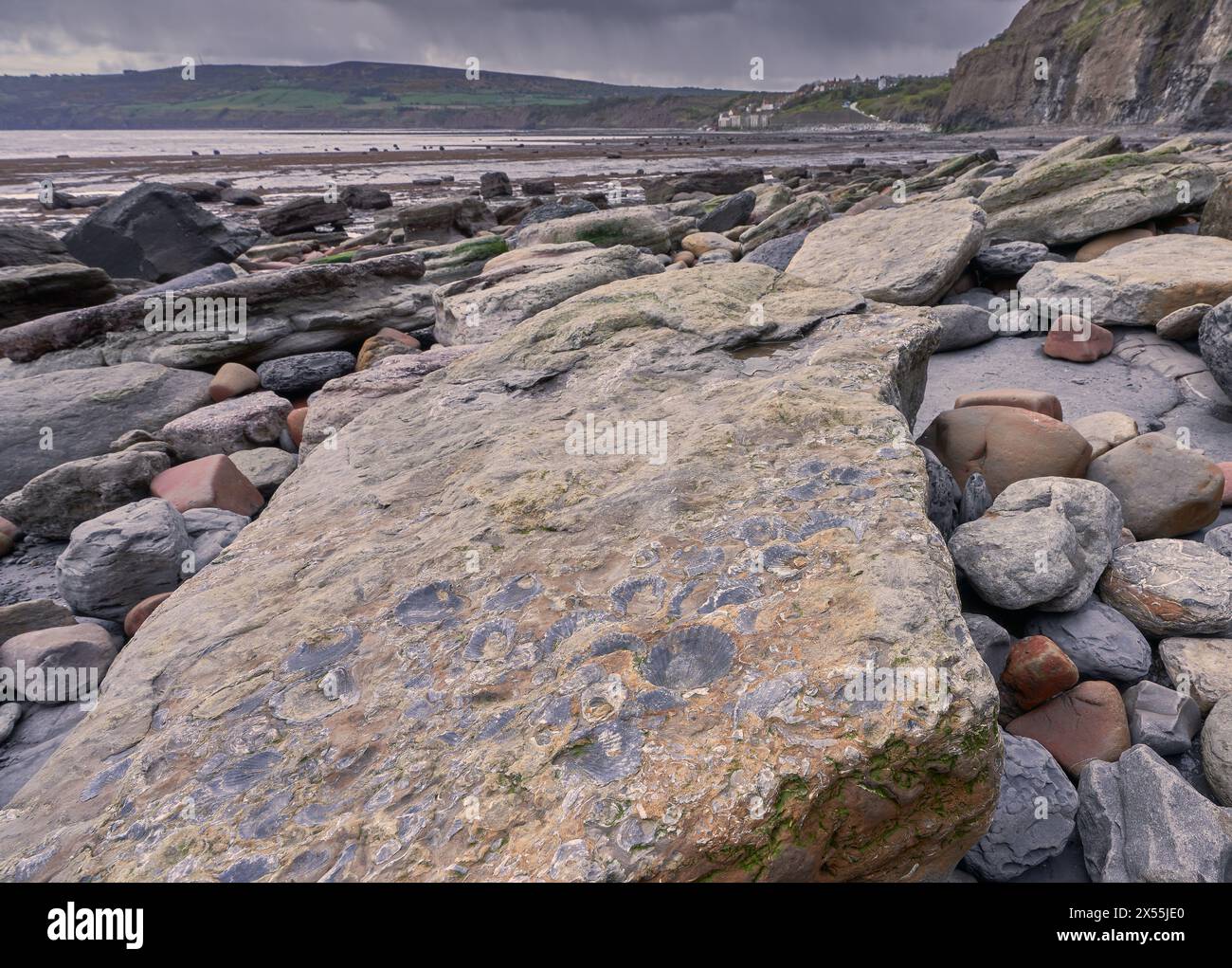 Fossils on the beach hi-res stock photography and images - Alamy