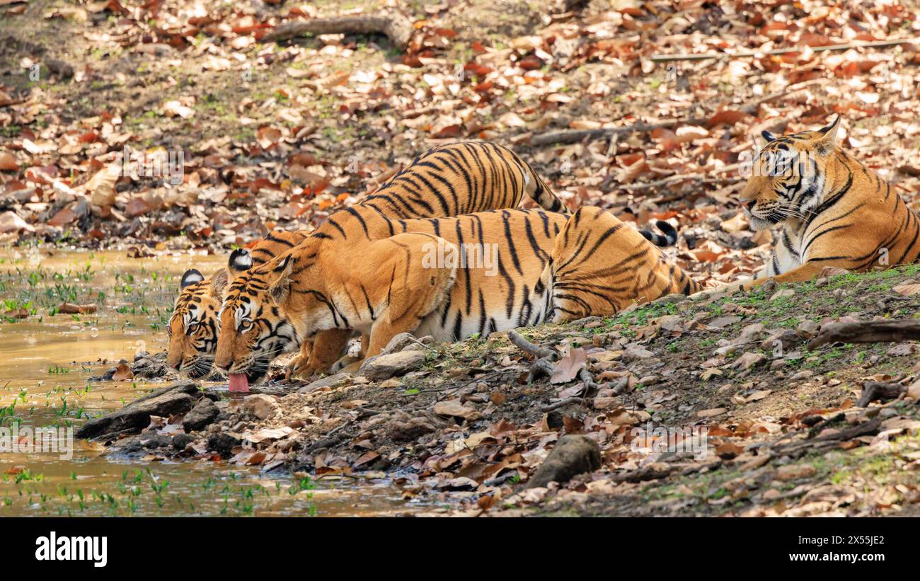 two tigers mother and juvenile cub side on full length crouching and ...