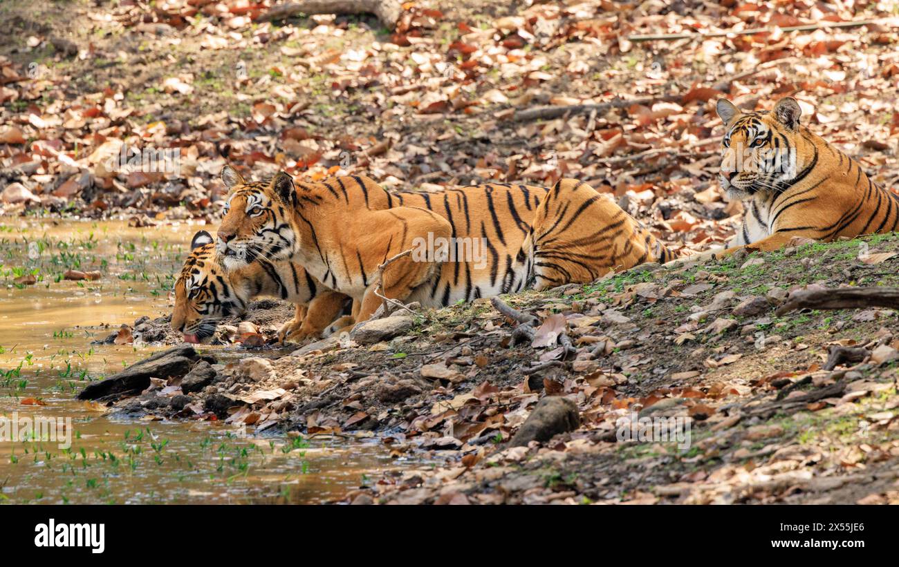 two tigers mother and juvenile cub side on full length crouching and drinking at water hole with ...