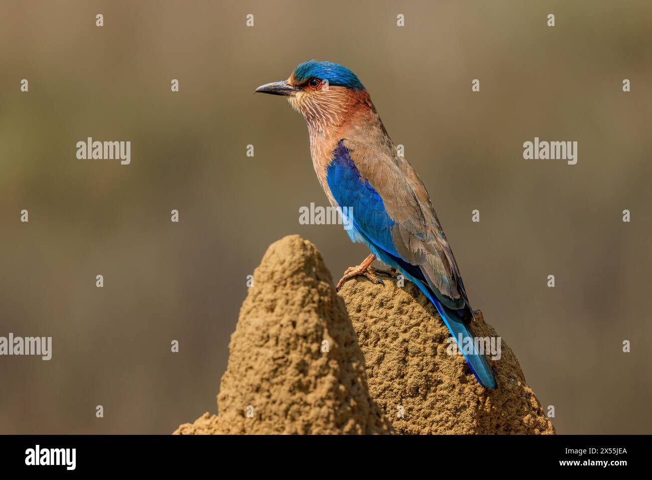indian roller bird with bright shades of blue side on view perched on ...