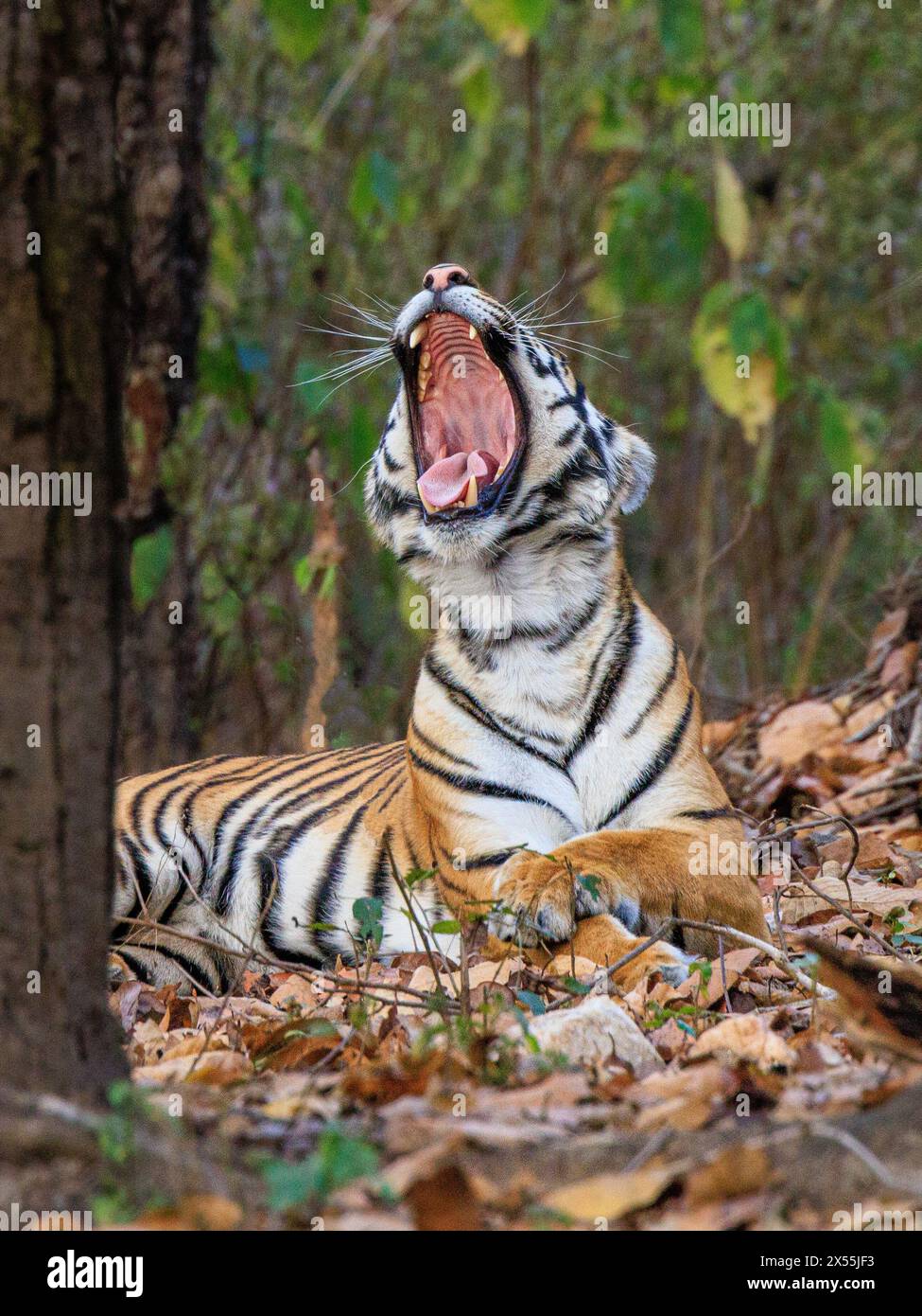 a tiger in the wild is lying on the forest floor face on with head back and mouth wide open in a ...