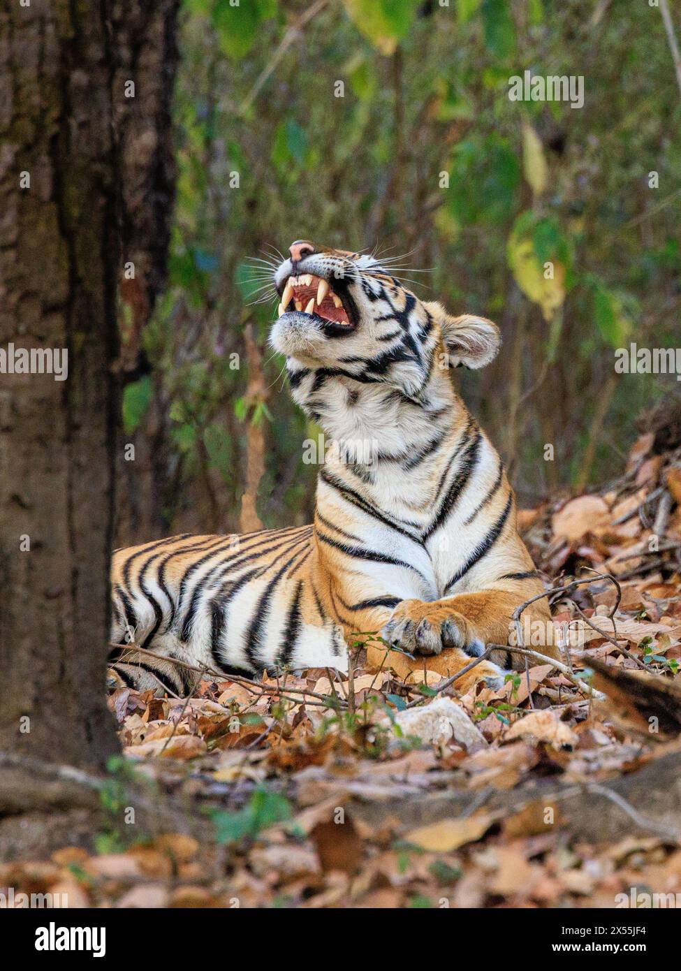 a tiger in the wild is lying on the forest floor face on with head back ...