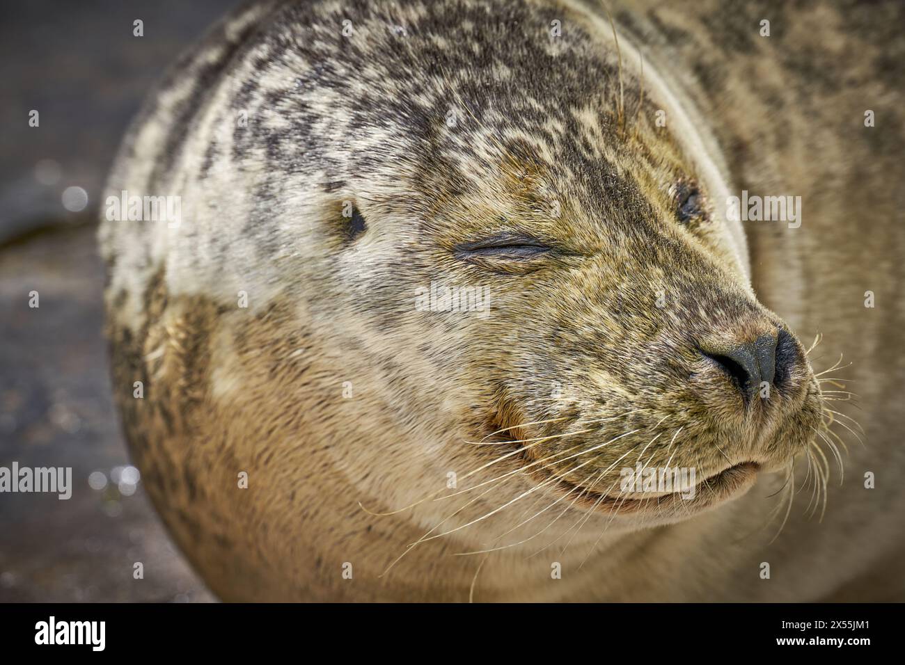 Smiling face of a grey seal pup in close up Stock Photo - Alamy
