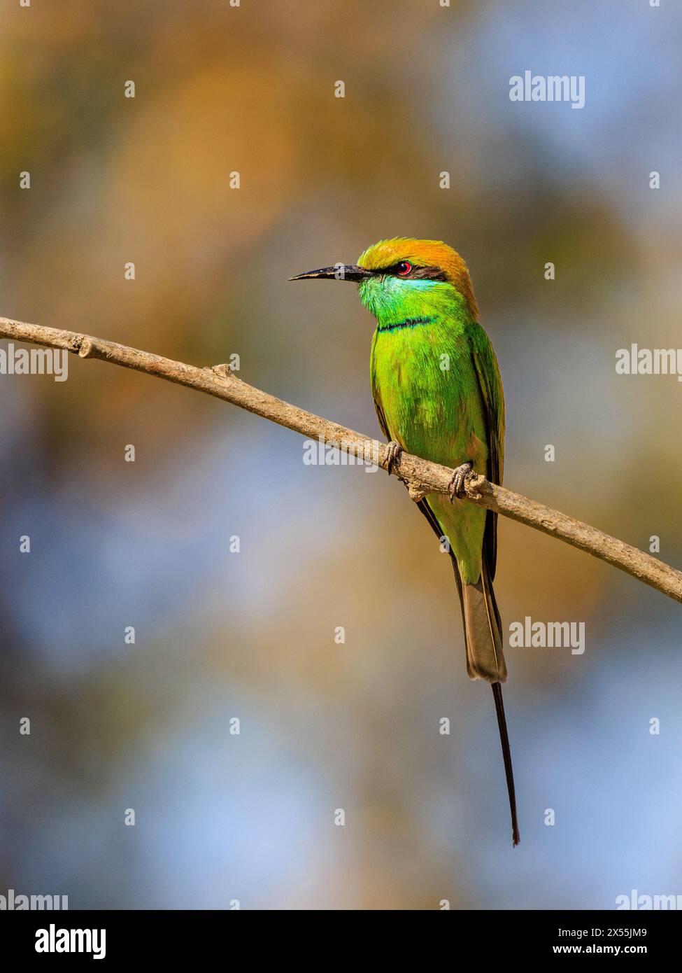 asian green bee-eater full view front on perched on small brnch against blurred background ...