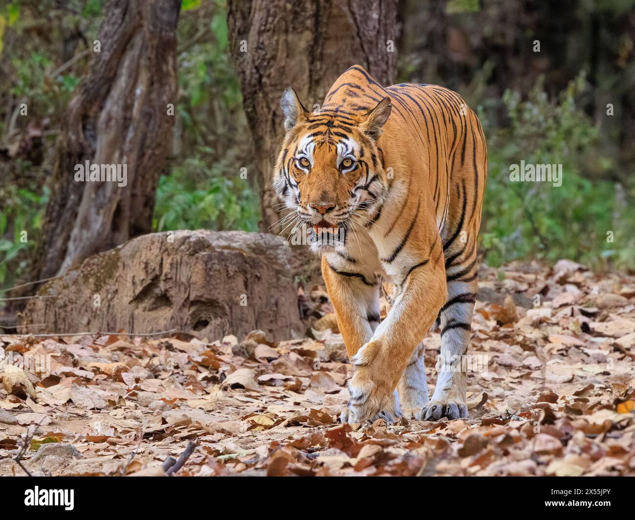 one tiger walking forwards on leafy floor in jungle clearing staring ...