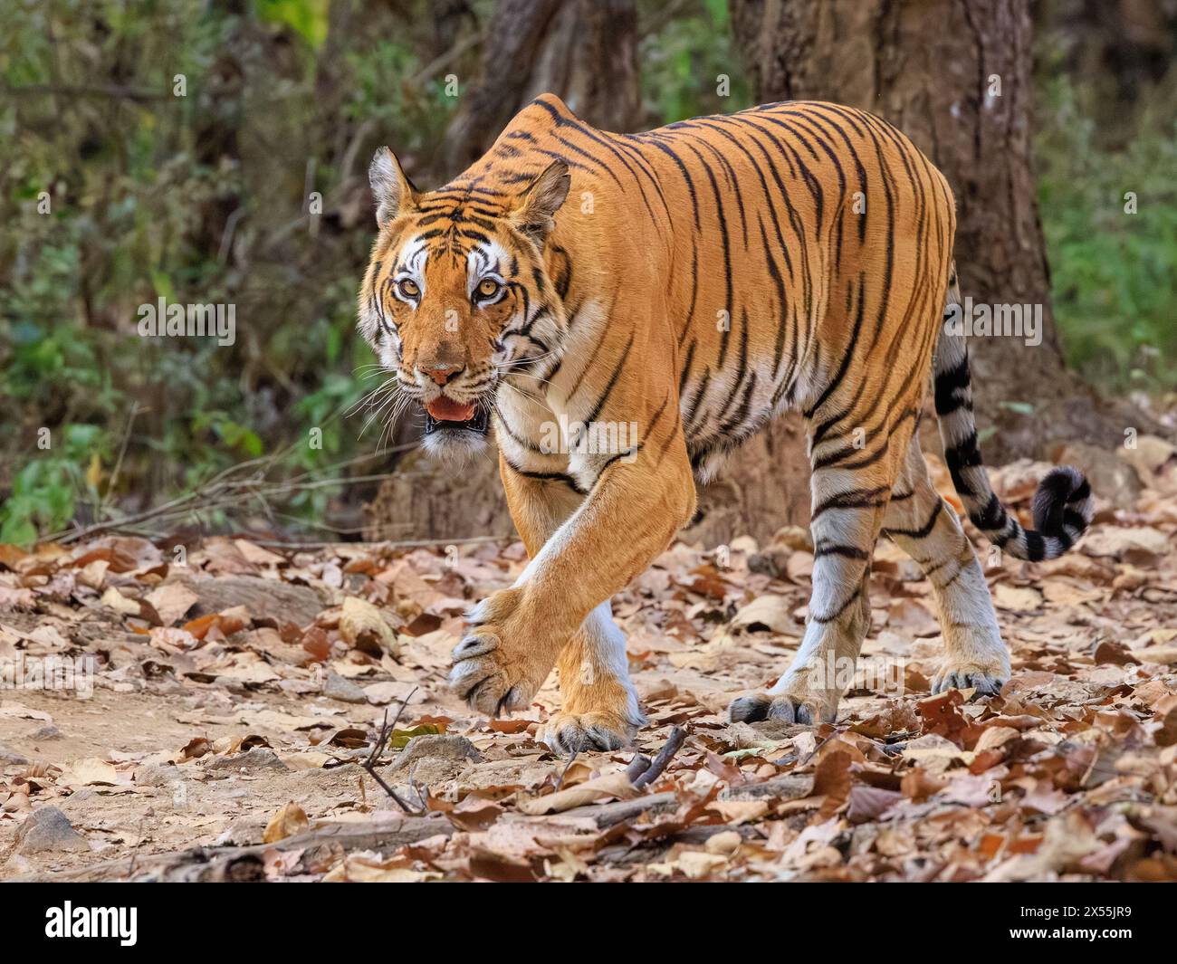 one tiger walking forwards on leafy floor in jungle clearing staring ...