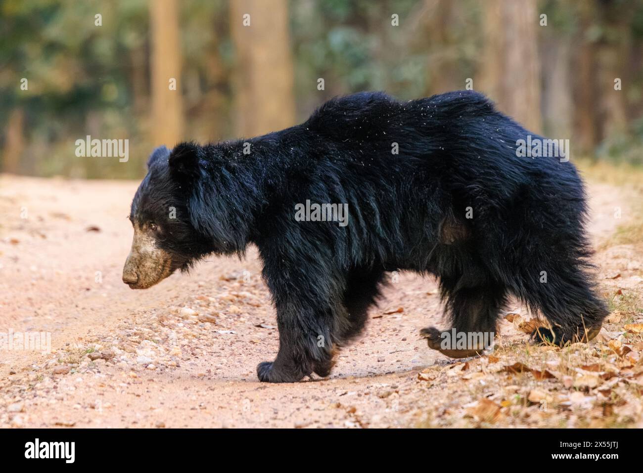 adult male sloth bear with black shaggy fur in full side view ambles ...