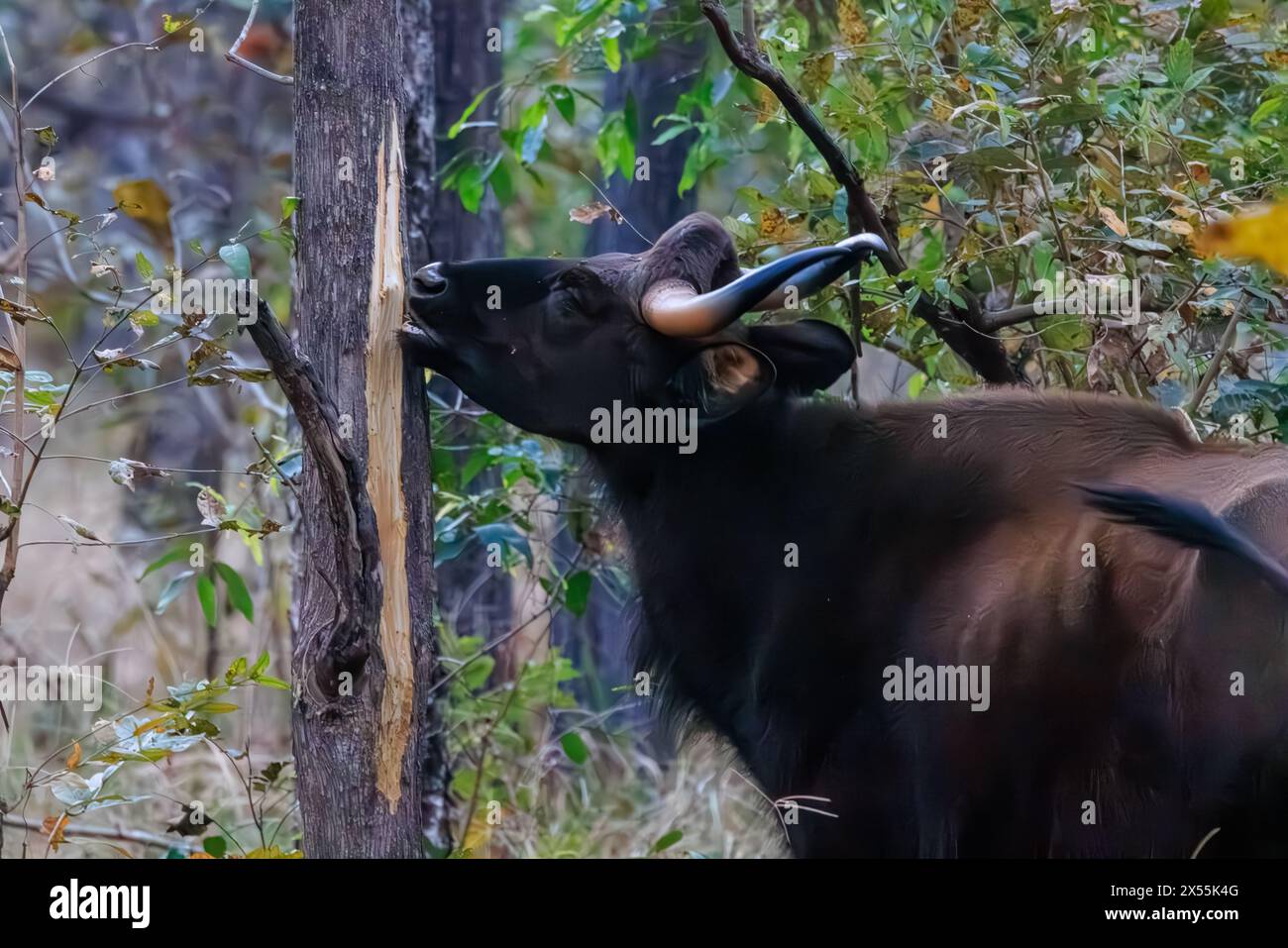 side view of head and shoulders of large indian gaur grazing by ...