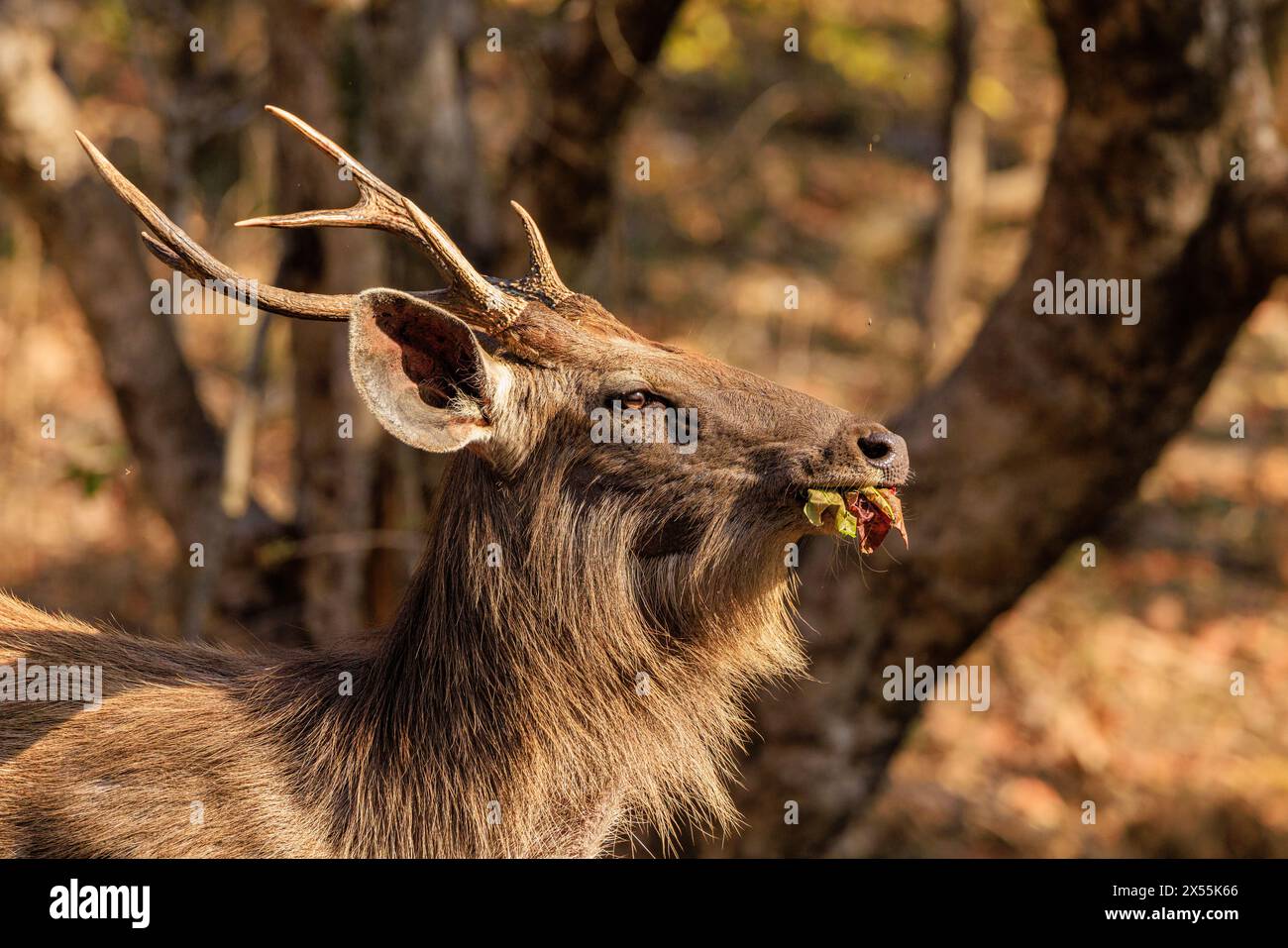 side profile of adult male sambar deer head and neck with large antlers ...