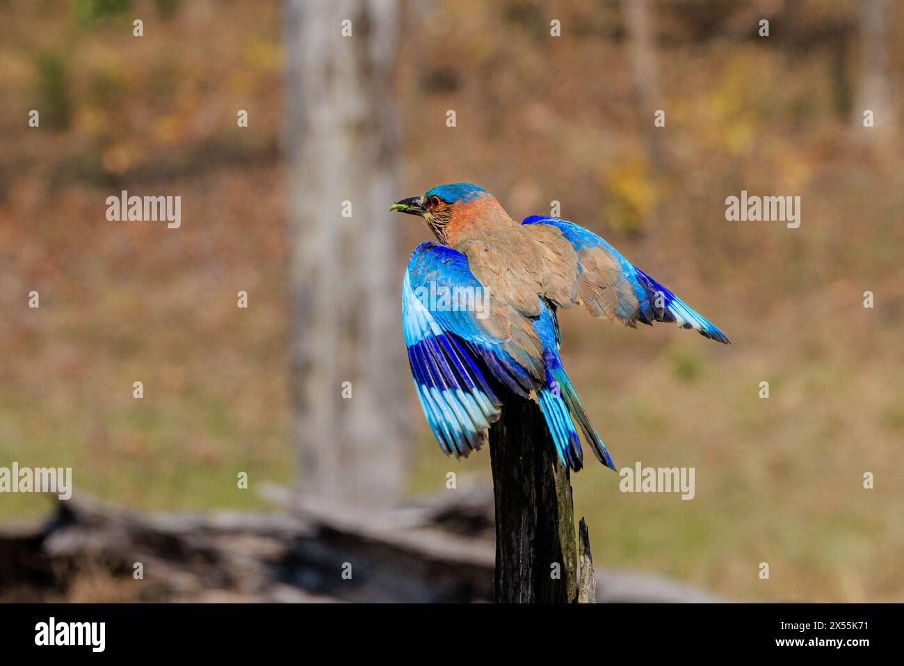 indian roller brightly coloured blue bird perched on tree stump with ...