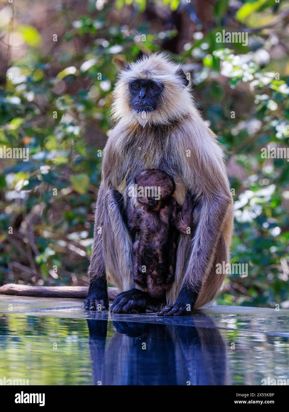 Jamtara hi-res stock photography and images - Alamy