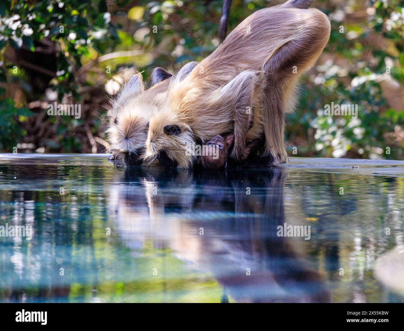 two gray langurs at the end of infinity pool are bent double to drink ...
