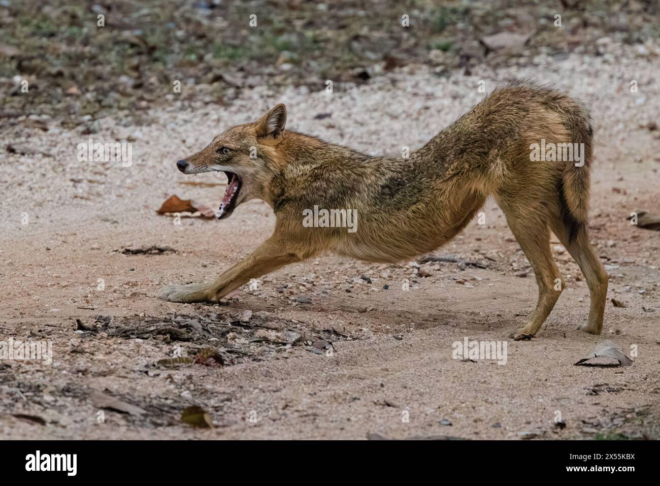 a golden jackal yawns with bared teeth and stretches in a downward dog ...