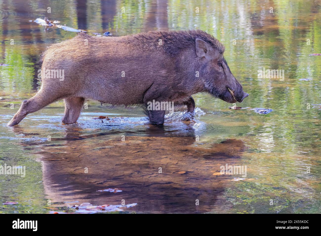 single wild indian boar in side profile walking knee deep in a still ...