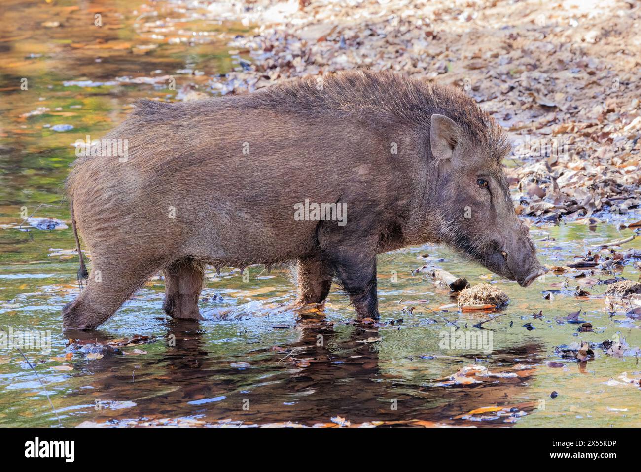 single wild indian boar in side profile standing knee deep in a still ...