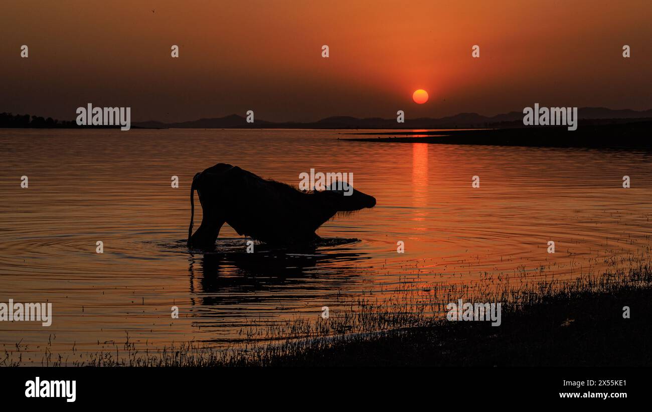 the setting sun is low in an orange sky as a cow cools off in the still ...