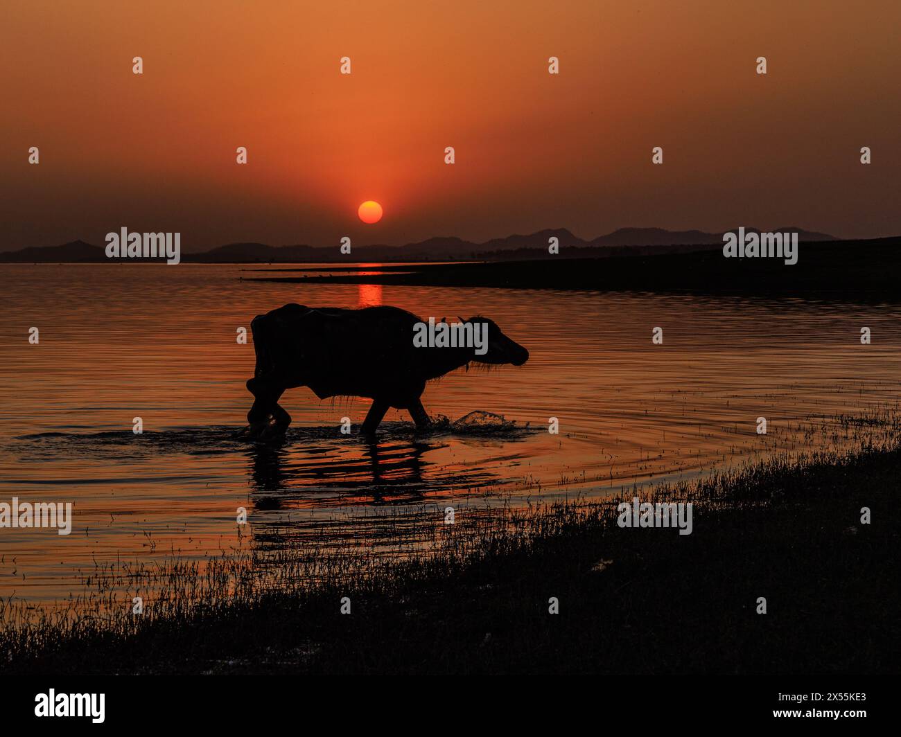 the setting sun is low in an orange sky as a cow cools off in the still ...