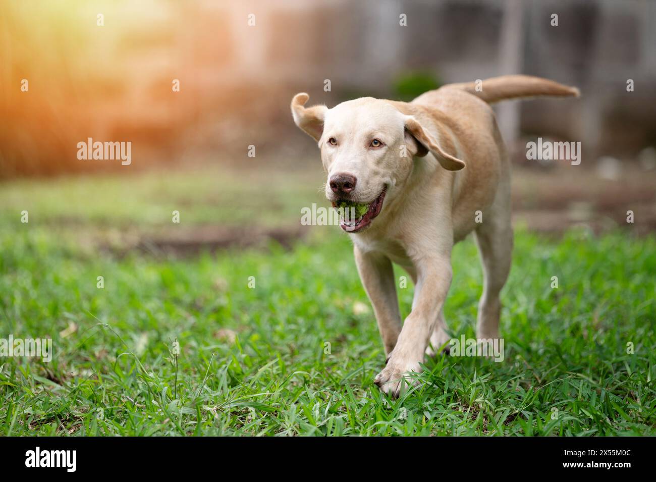 Labrador pup dog run with ball in mouth on blurred green park ...