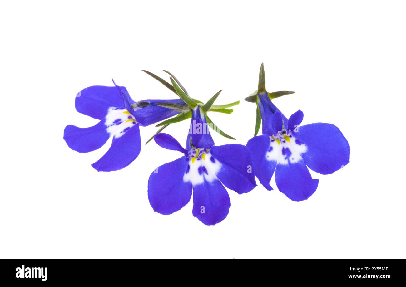 blue lobelia isolated on white background Stock Photo - Alamy