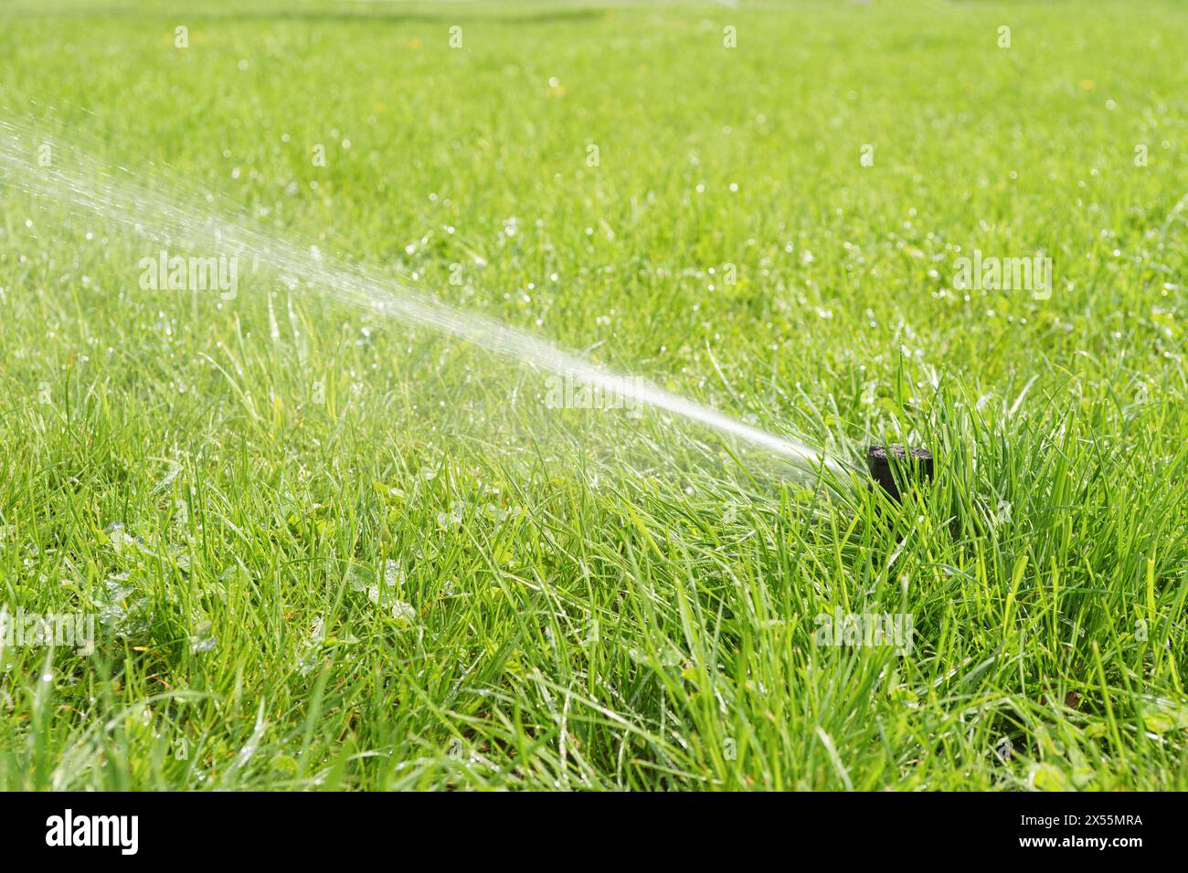 Automatic smart lawn sprinkler watering green lawn grass in sunny day ...