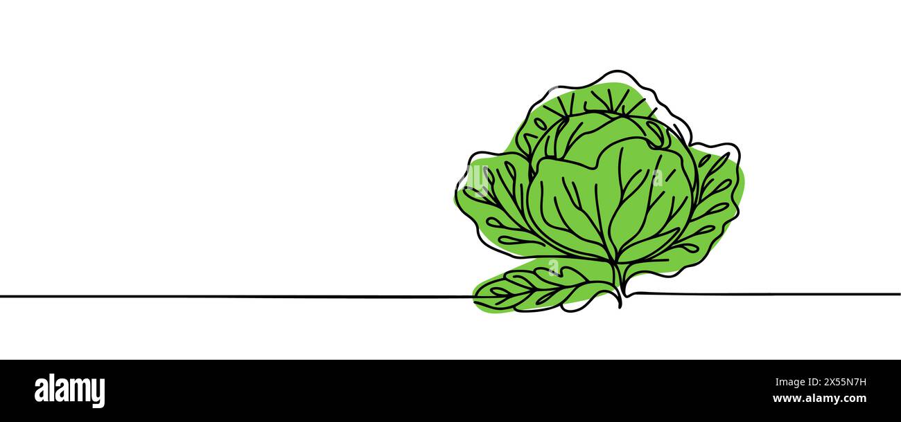 Head lettuce in continuous line art drawing style. Iceberg or crisphead ...