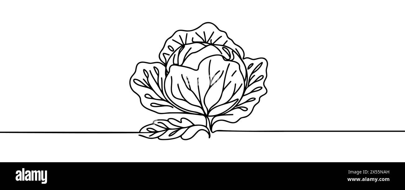 Head lettuce in continuous line art drawing style. Iceberg or crisphead ...