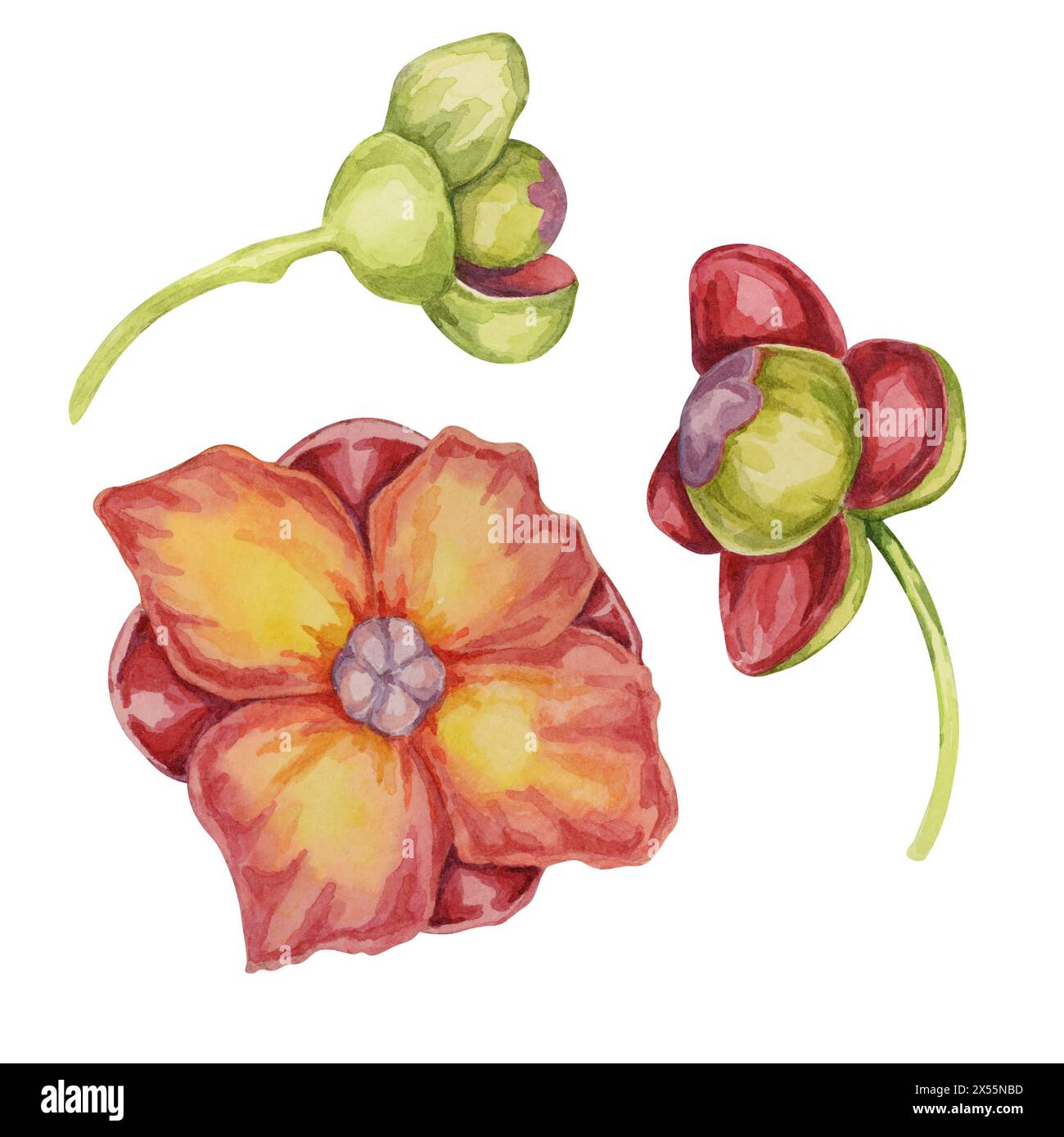 Flower of the purple mangosteen, tropical exotic Asian botany clipart ...