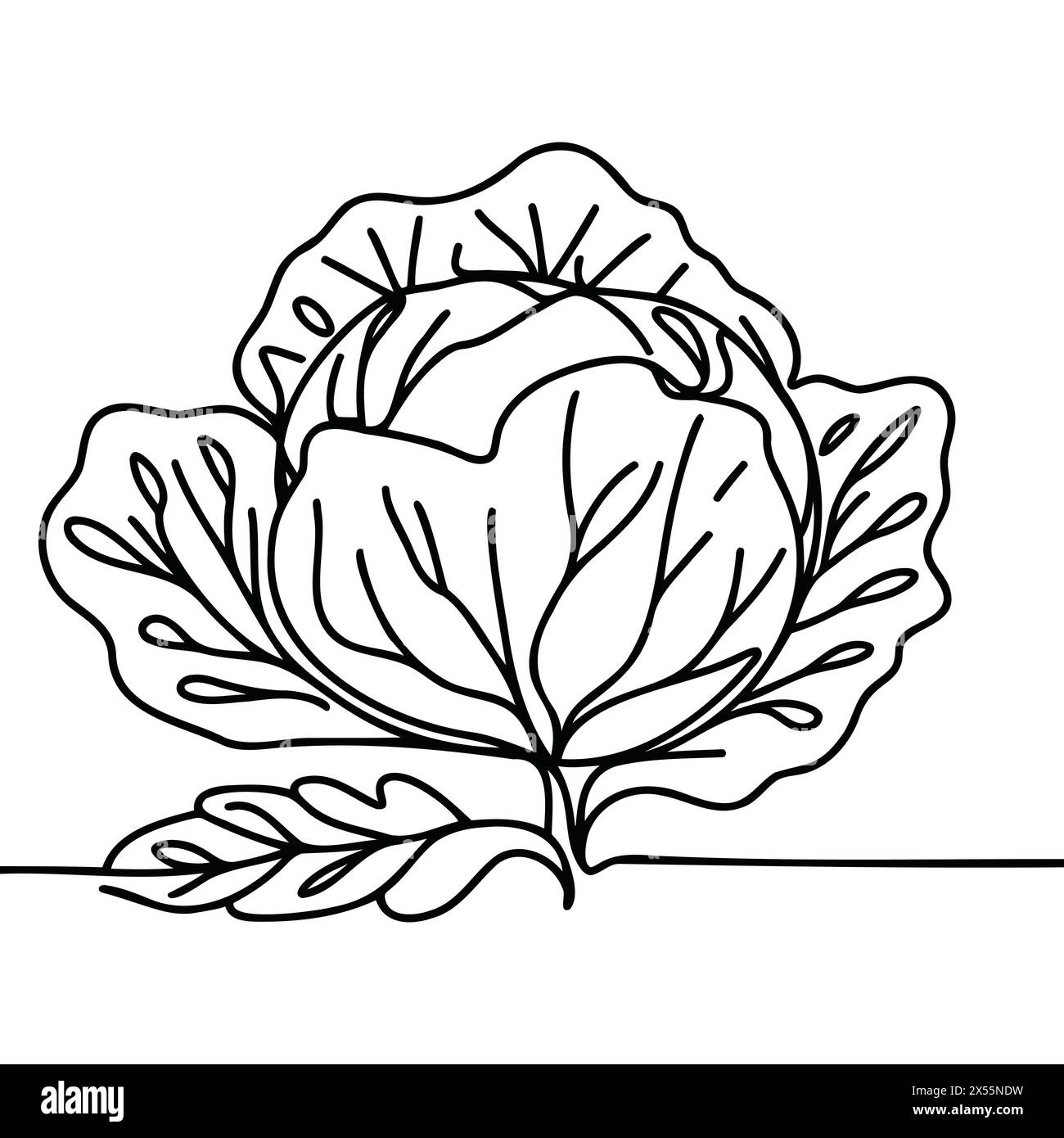 Head lettuce in continuous line art drawing style. Iceberg or crisphead ...