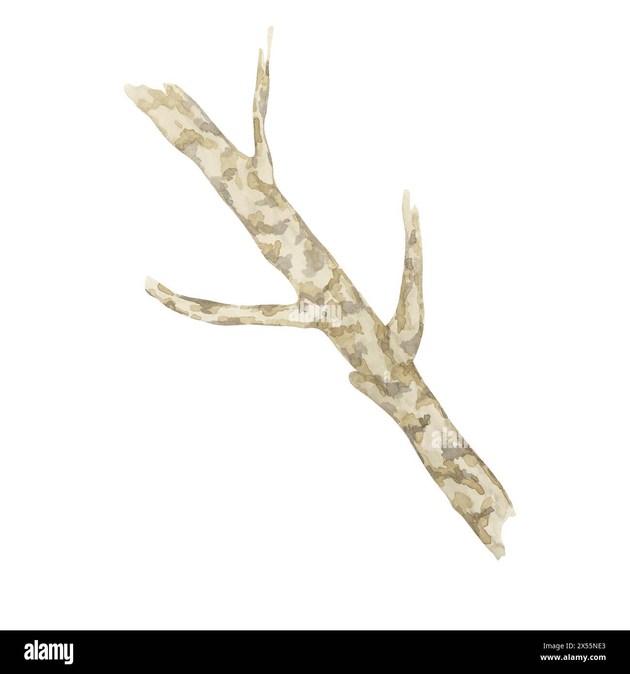 Witch hazel bark medicinal plant twig clipart. Hamamelis virginiana ...