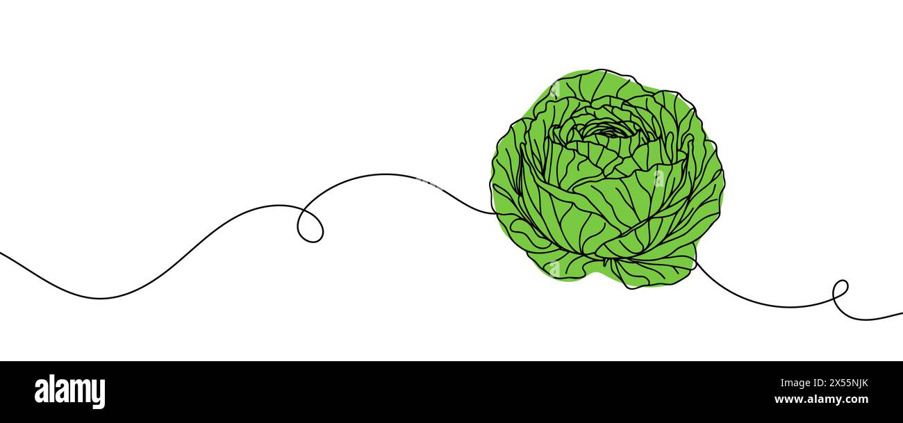 Head lettuce in continuous line art drawing style. Iceberg or crisphead ...