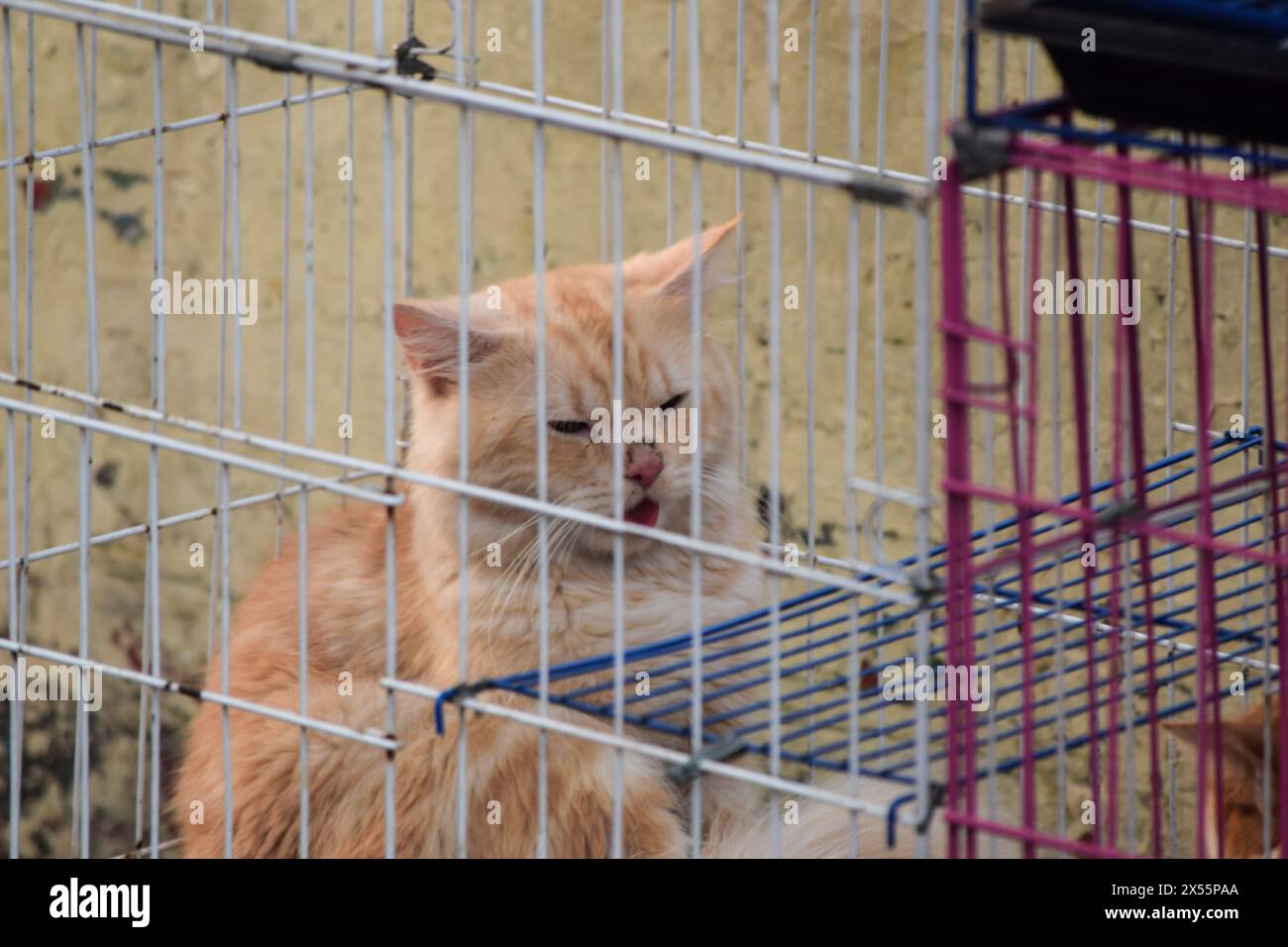 cat in a cage at an adoption fair for animals rescued from the street ...