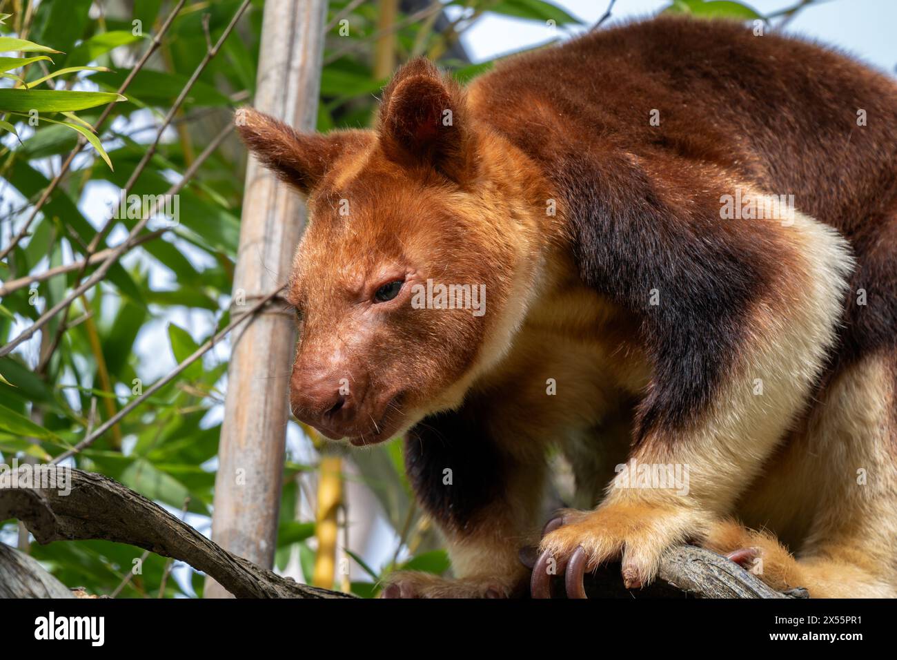 Goodfellow's Tree-kangaroo - Dendrolagus goodfellowi, beautiful colored ...