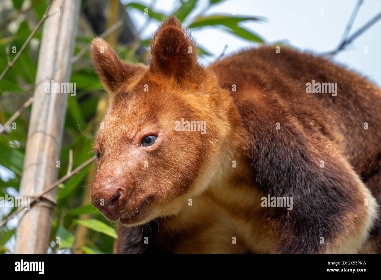 Goodfellow's Tree-kangaroo - Dendrolagus goodfellowi, beautiful colored endangered tree-kangaroo ...