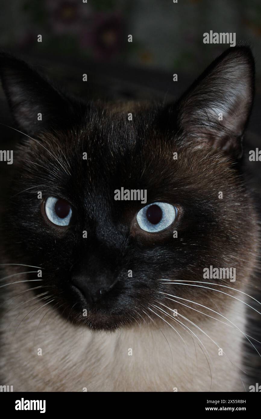Cute siamese cat look hi-res stock photography and images - Alamy