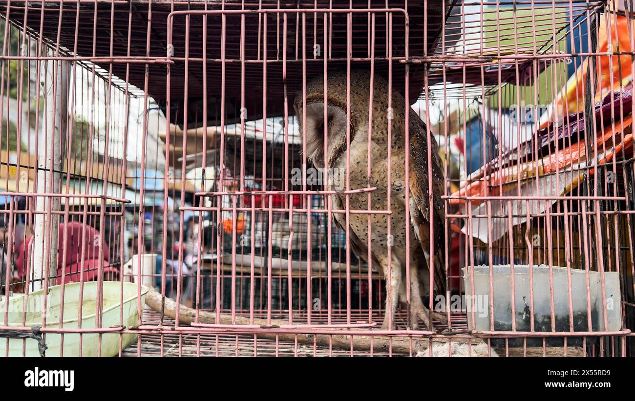 Owl in the aviary. Feeding pet owls Stock Photo - Alamy